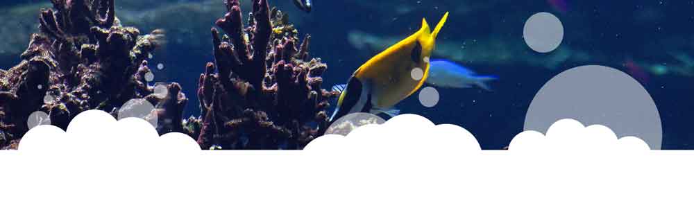 Free Web Design Shape Dividers Pack [50+ Dividers]