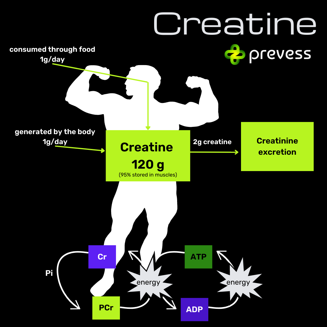 Boost Your Performance: Understanding the Impact of Creatine Supplements