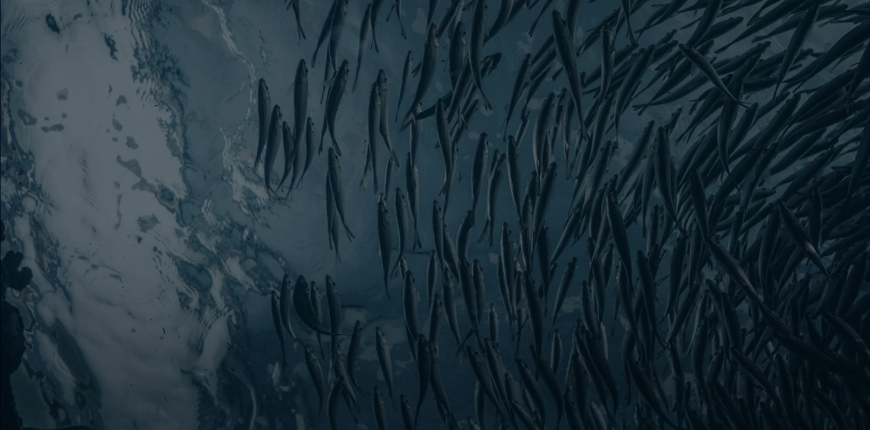 OceanStream — Back-end development of marine data analysis application ...