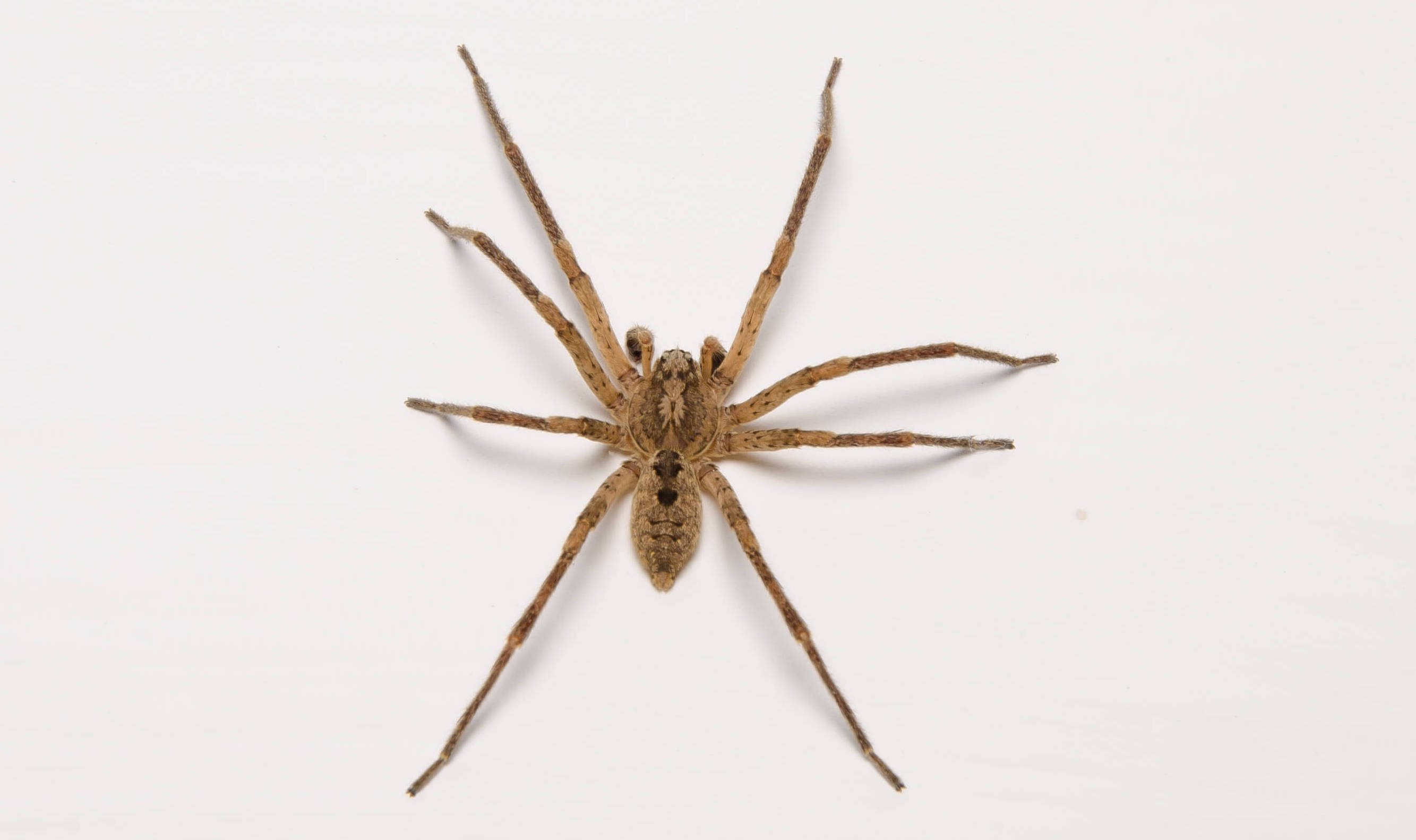 Nosferatu-Spinne: Die wichtigsten Fragen und Antworten