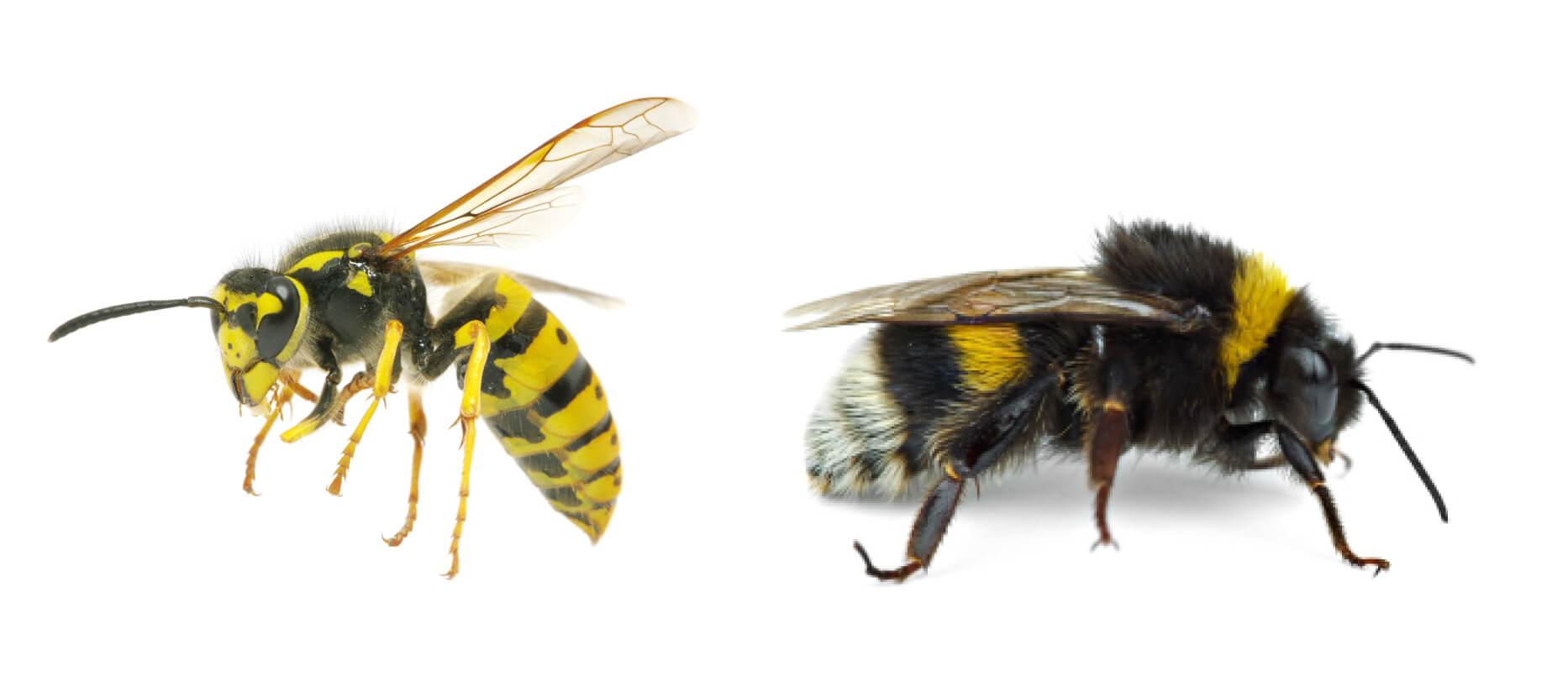 So erkennen und unterscheiden Sie Wespen