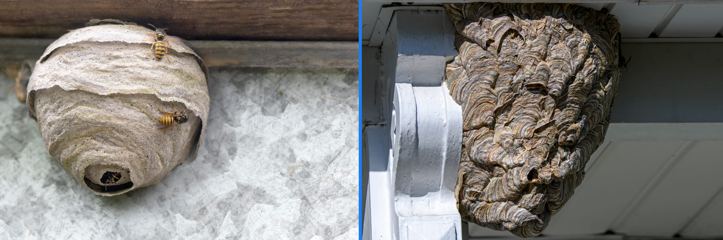 Wespennest Hornissennest Unterschied