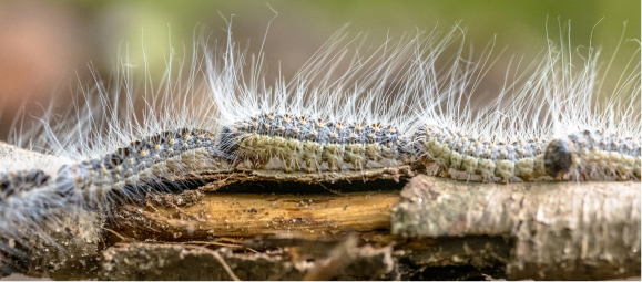 Eichenprozessionsspinner erkennen und unterscheiden