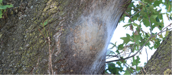 Eichenprozessionsspinner erkennen und unterscheiden