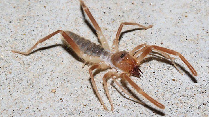 Camel Spiders in Arizona