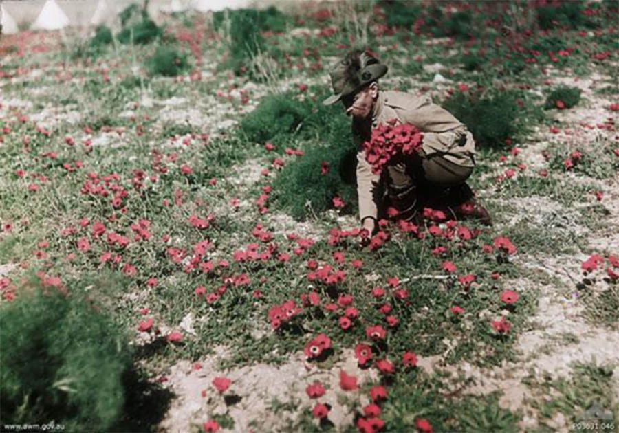 The Australian Light Horse | Collie Cardiff RSL