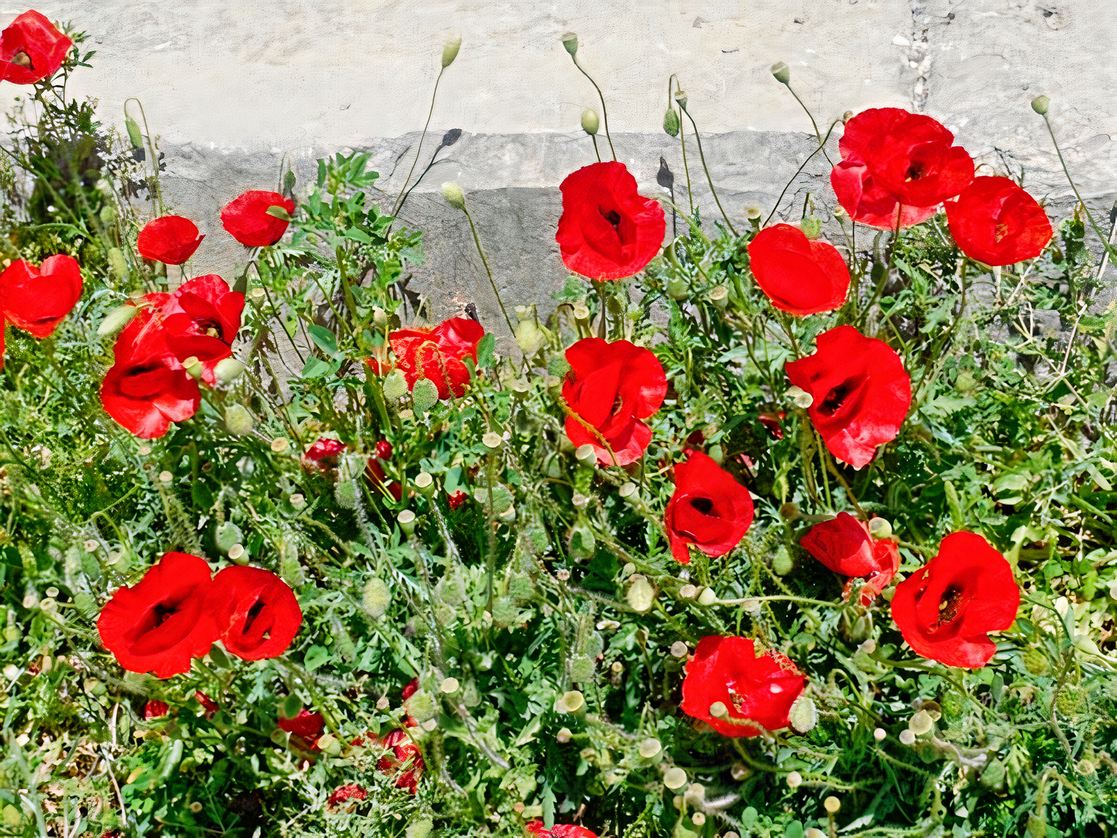 Remembrance | Collie Cardiff RSL