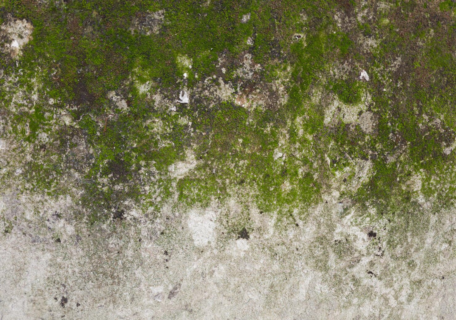 How Does Mould Reproduce: Unveiling the Science