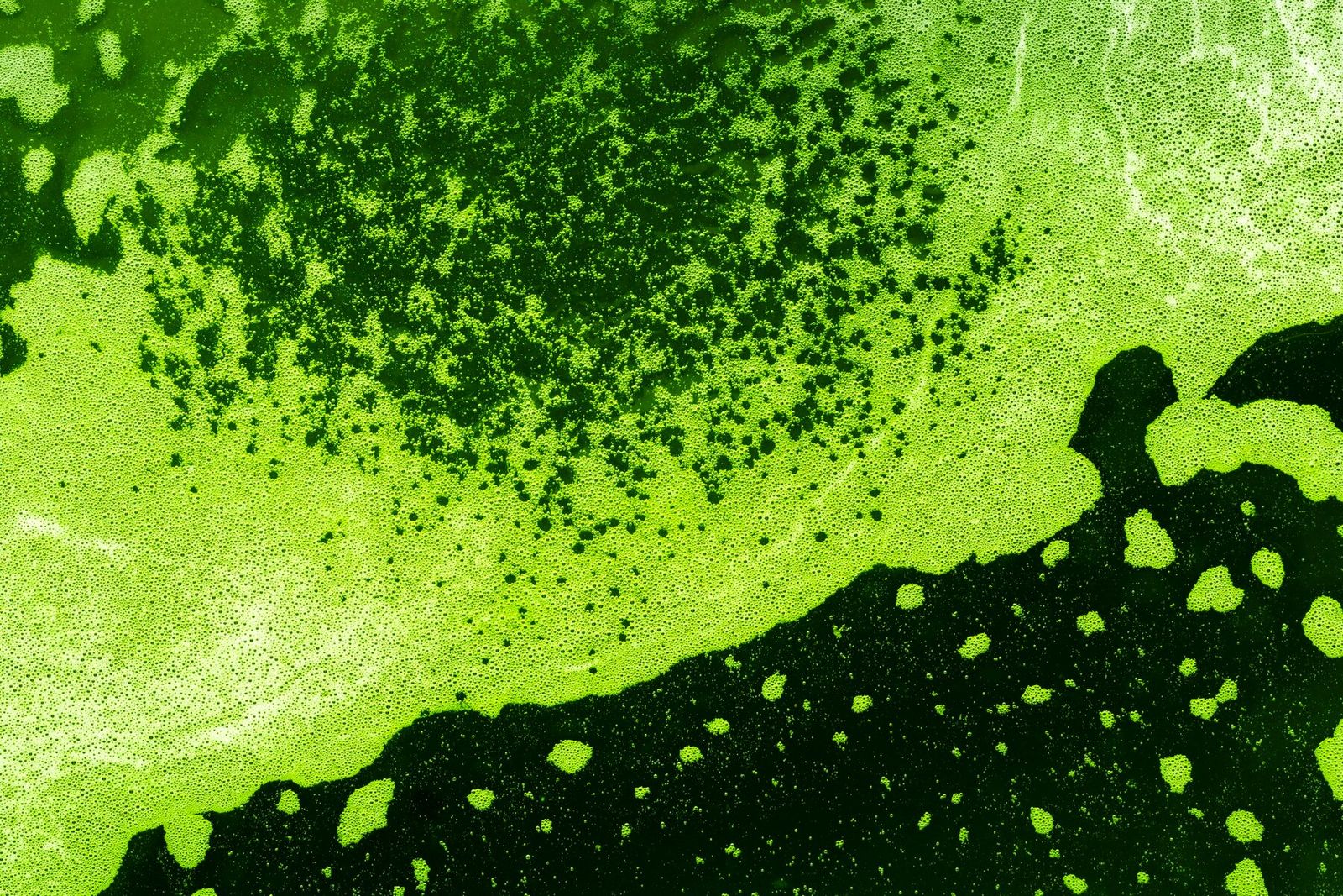 Tackling Green Mould: Causes and Remedies