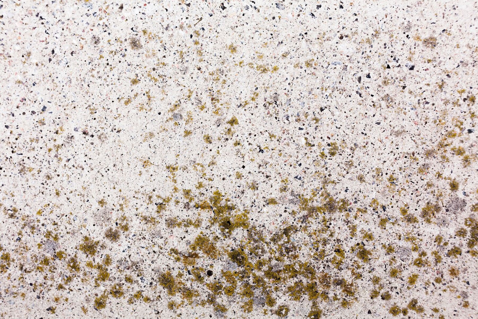 Conditions for Mould to Grow: Causes and Factors