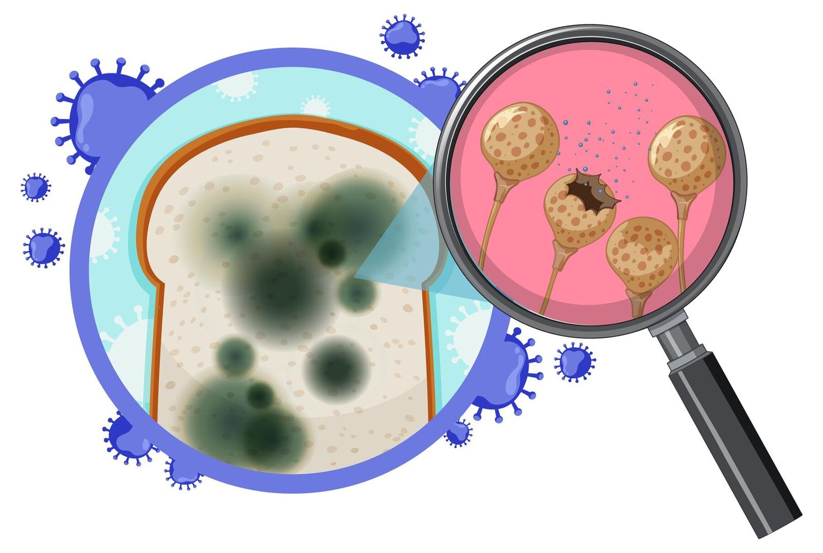 Is Mould Bacteria: Distinctions and Similarities