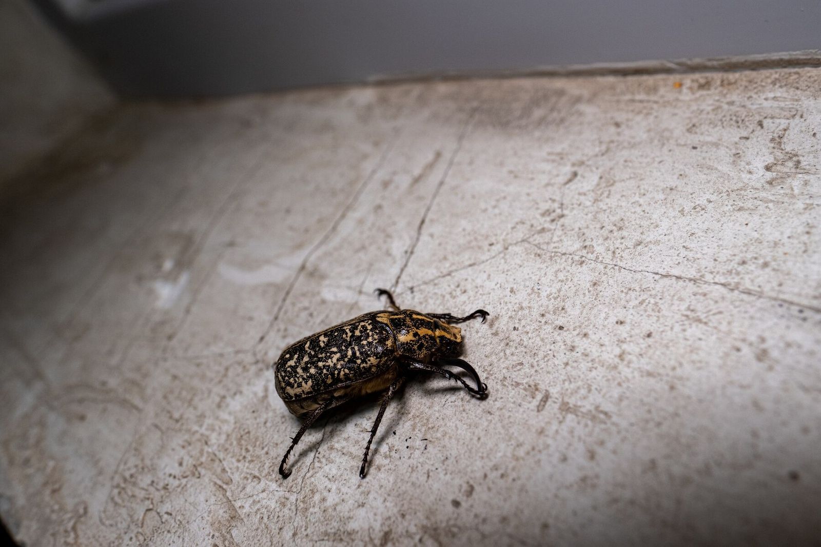 Carpet Beetle Infestation: Prevention and Removal
