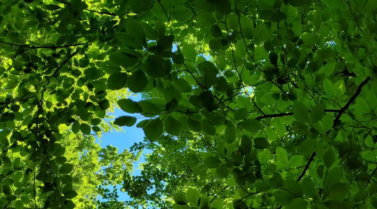 Earth Month: Sustainable actions in April ClimatePilot