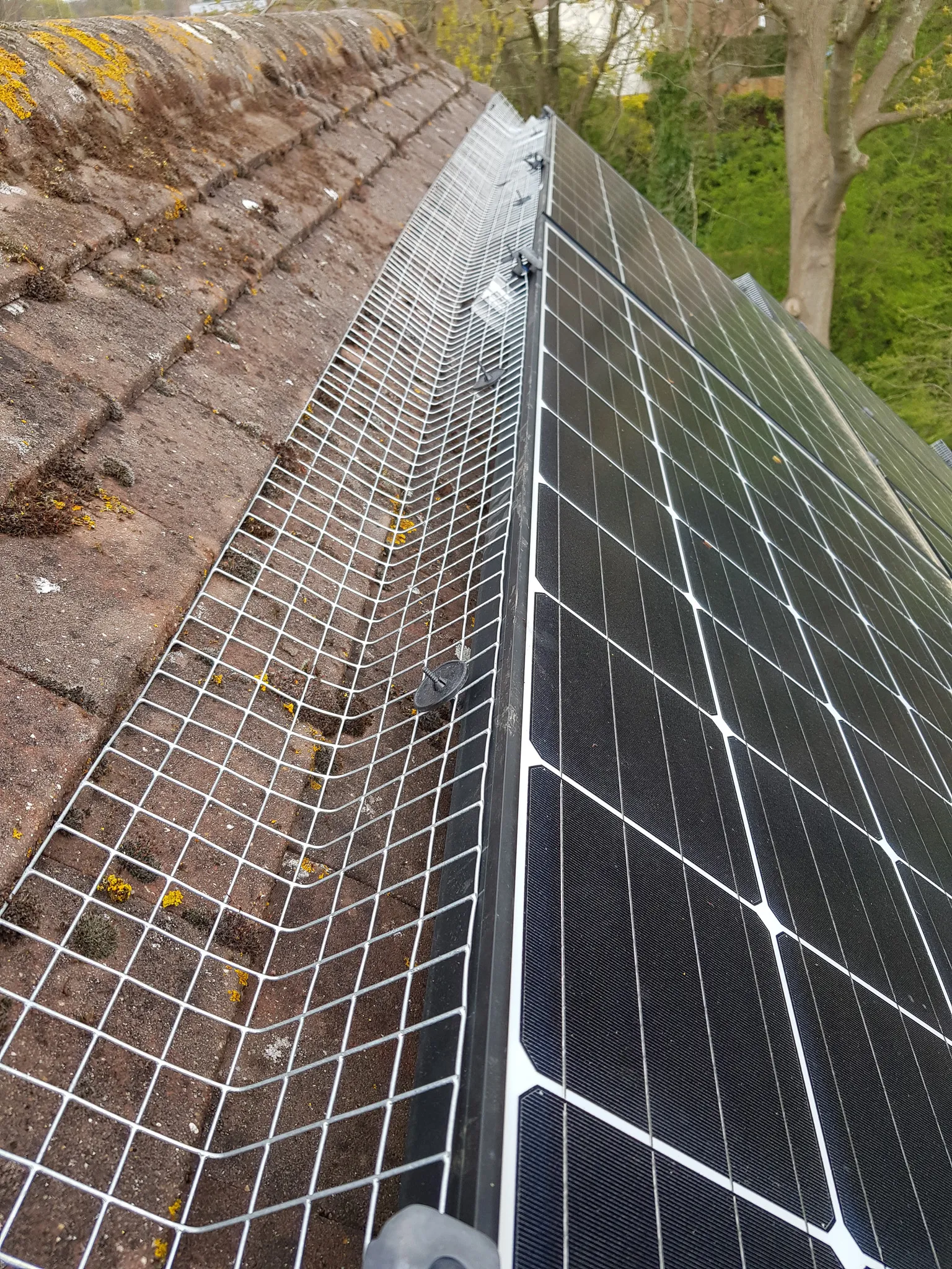 Bird Protection for Solar Panels in Sussex