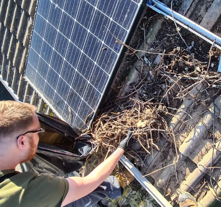 Bird Protection for Solar Panels in Sussex