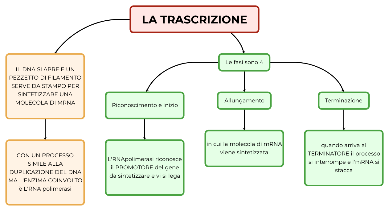 LA TRASCRIZIONE | Mappa e riassunto