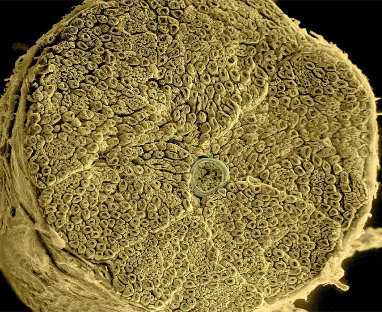 Dr. Sherri Greene | Our Delicate and Amazing Nervous System