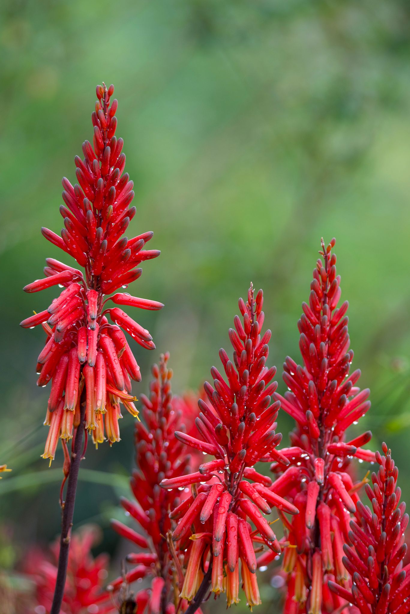 Walking Safari | Kilima Camp's Masai Mara Adventure on Foot