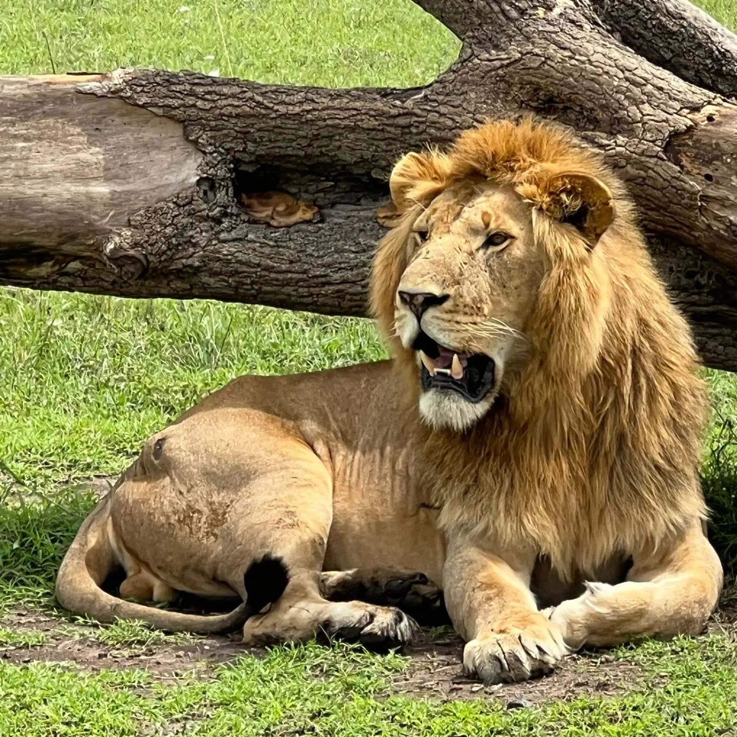 Kilima Camp | A Luxurious Eco-Lodge in the Heart of Maasai Mara