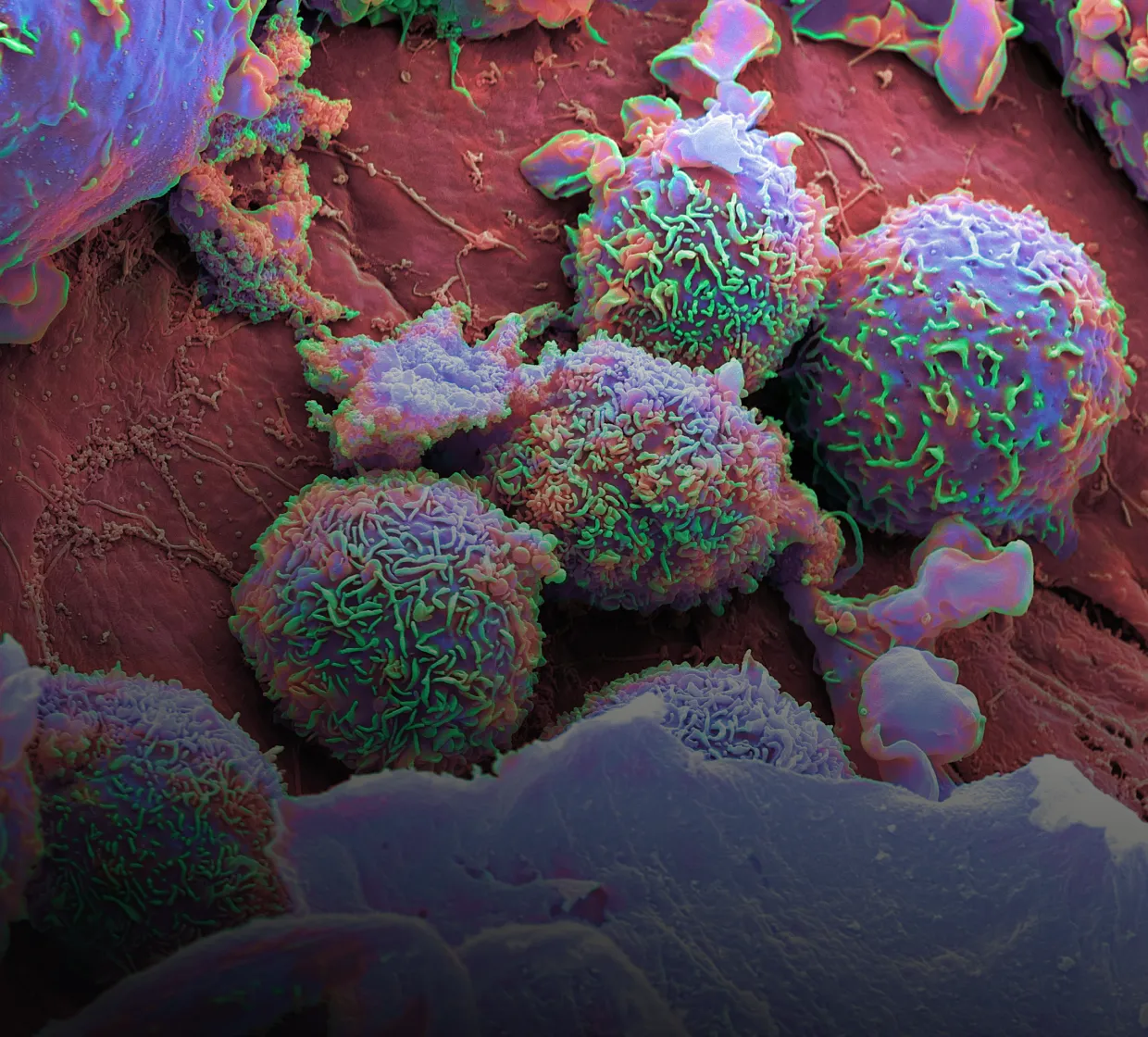 Vivodyne - Human Organ Models