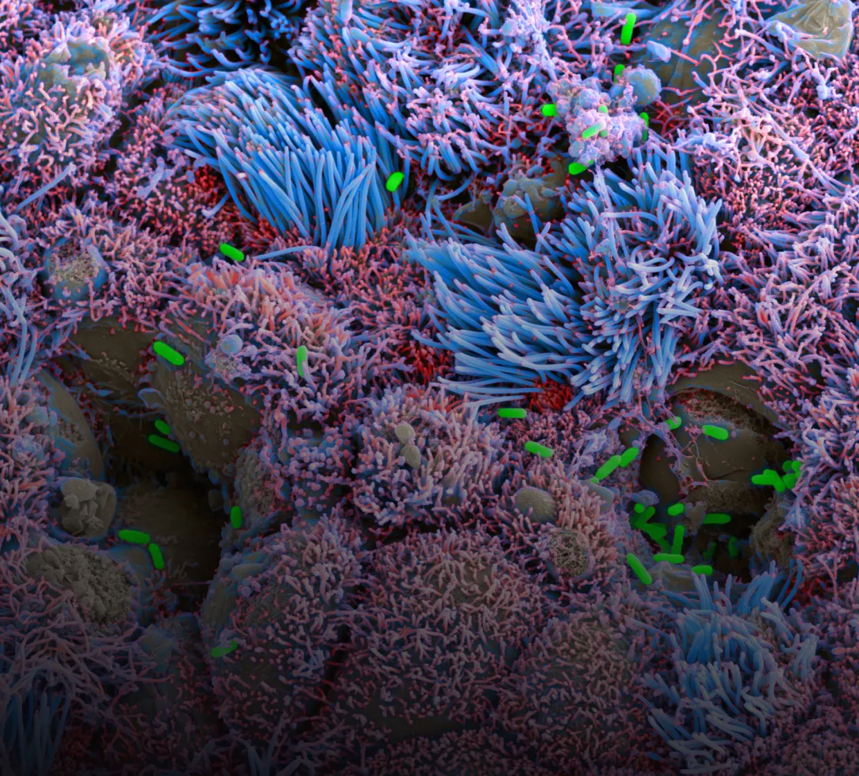 Vivodyne - Human Organ Models