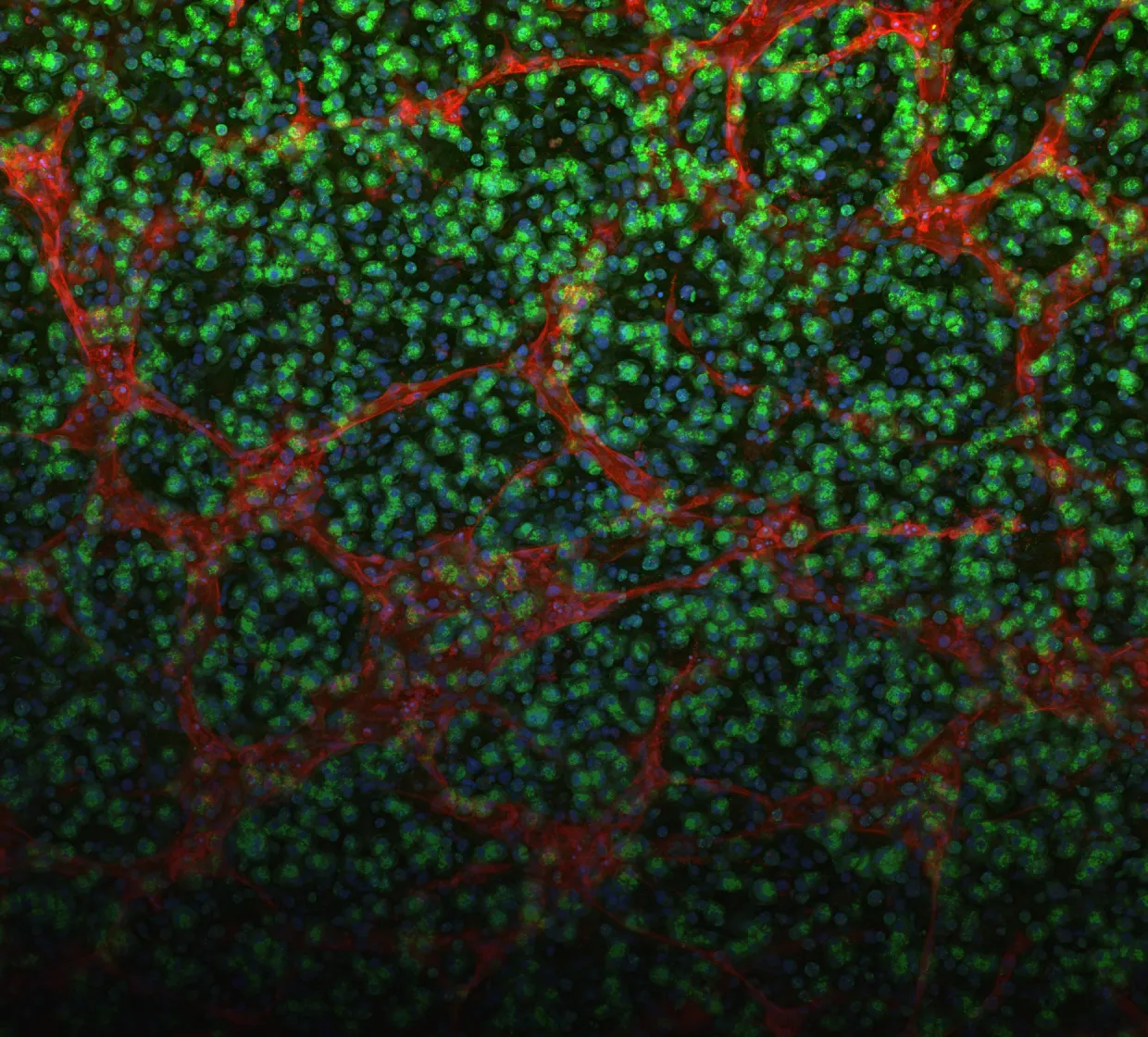 Vivodyne - Human Organ Models