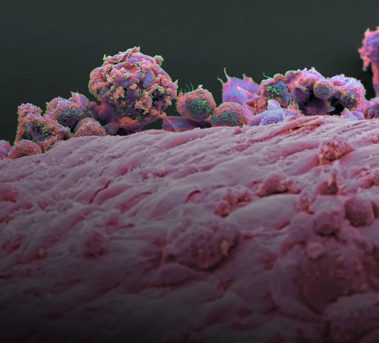 Vivodyne - Human Organ Models