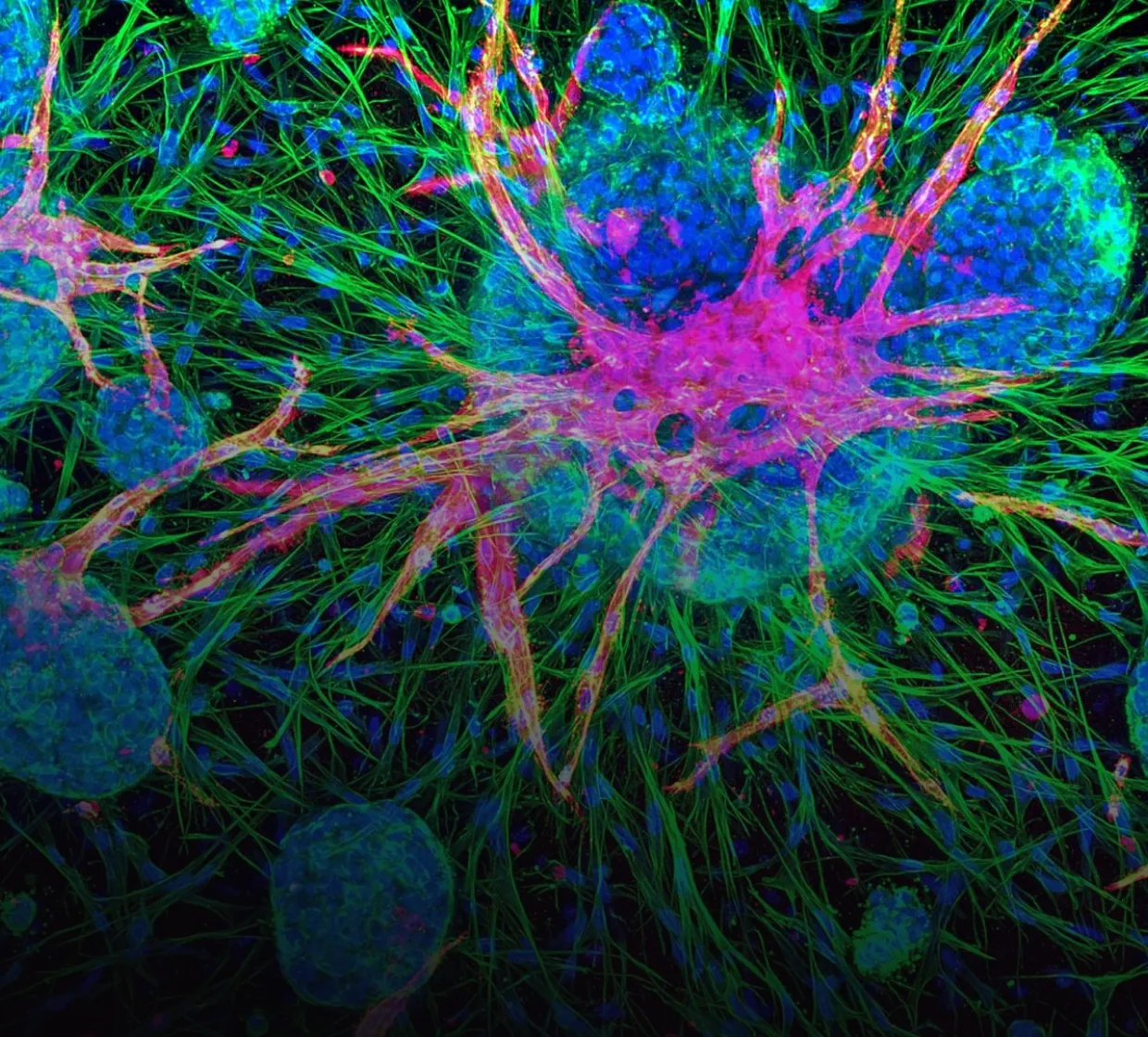Vivodyne - Human Organ Models