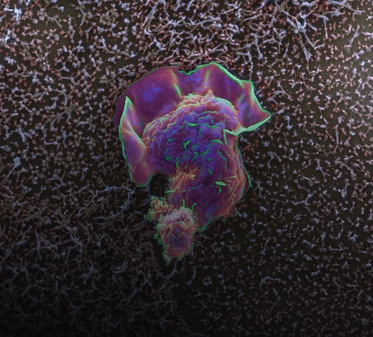 Vivodyne - Human Organ Models