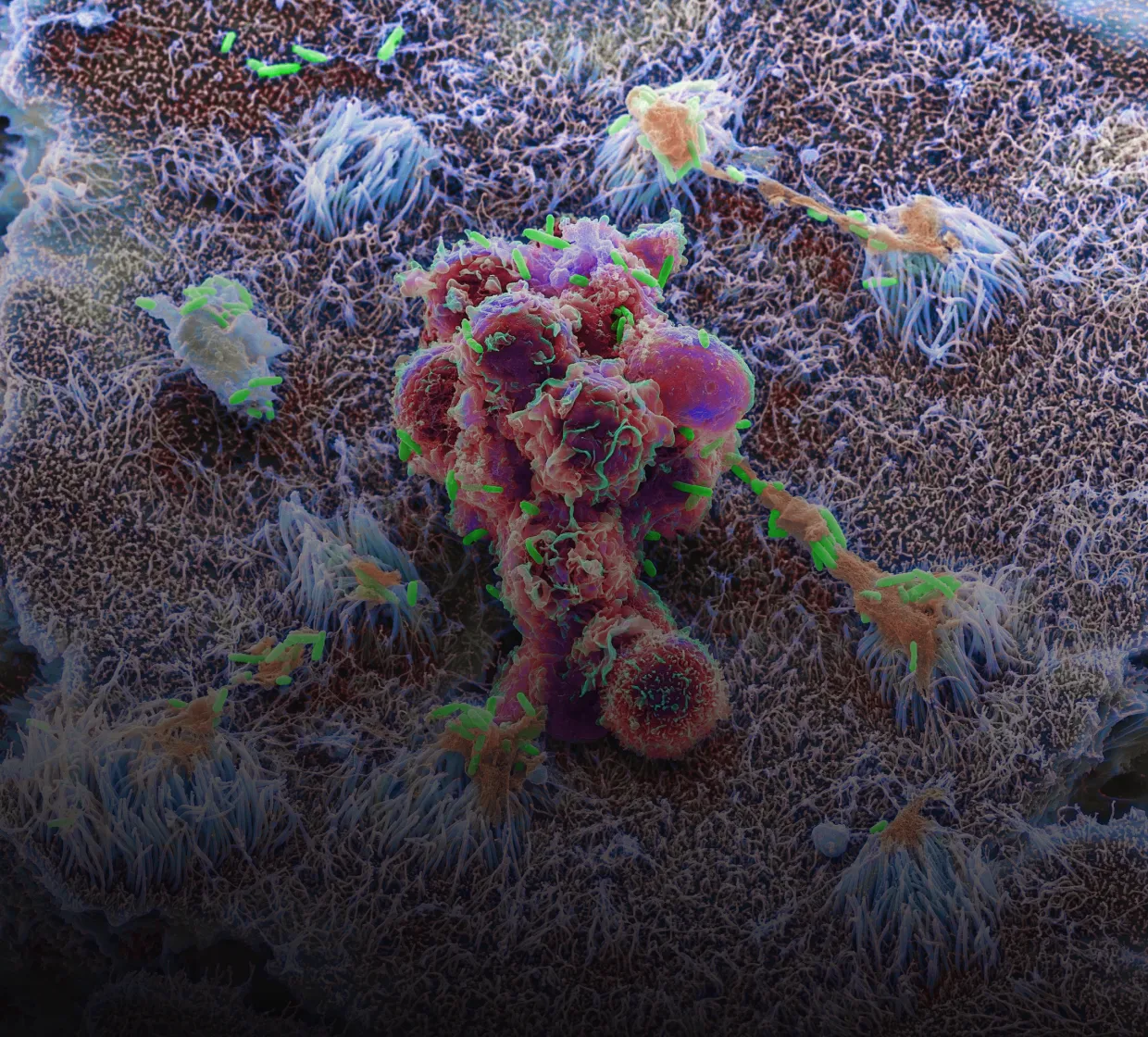 Vivodyne - Human Organ Models