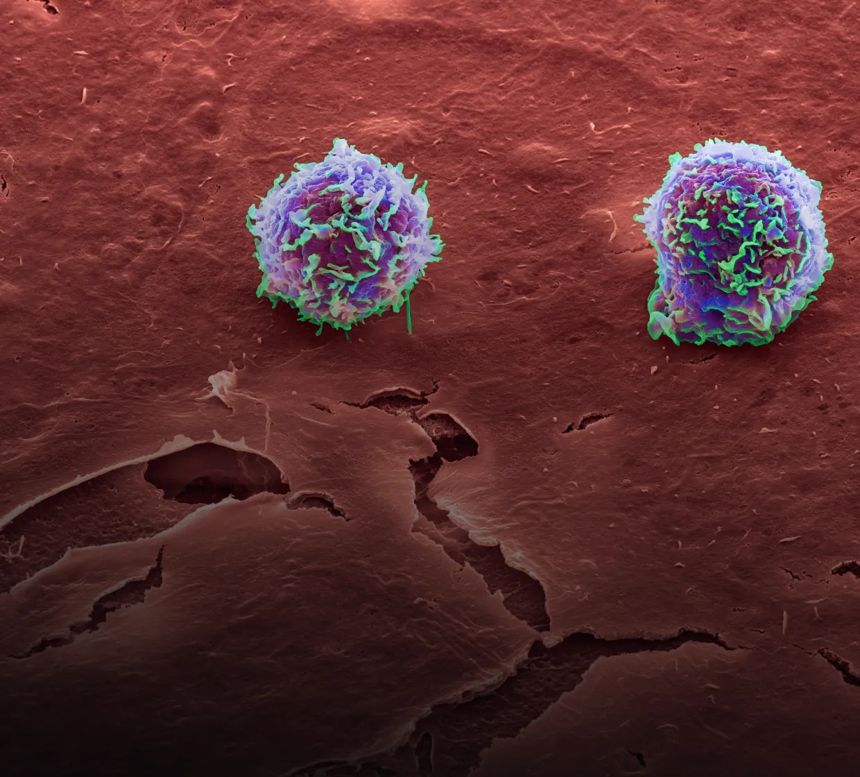 Vivodyne - Human Organ Models