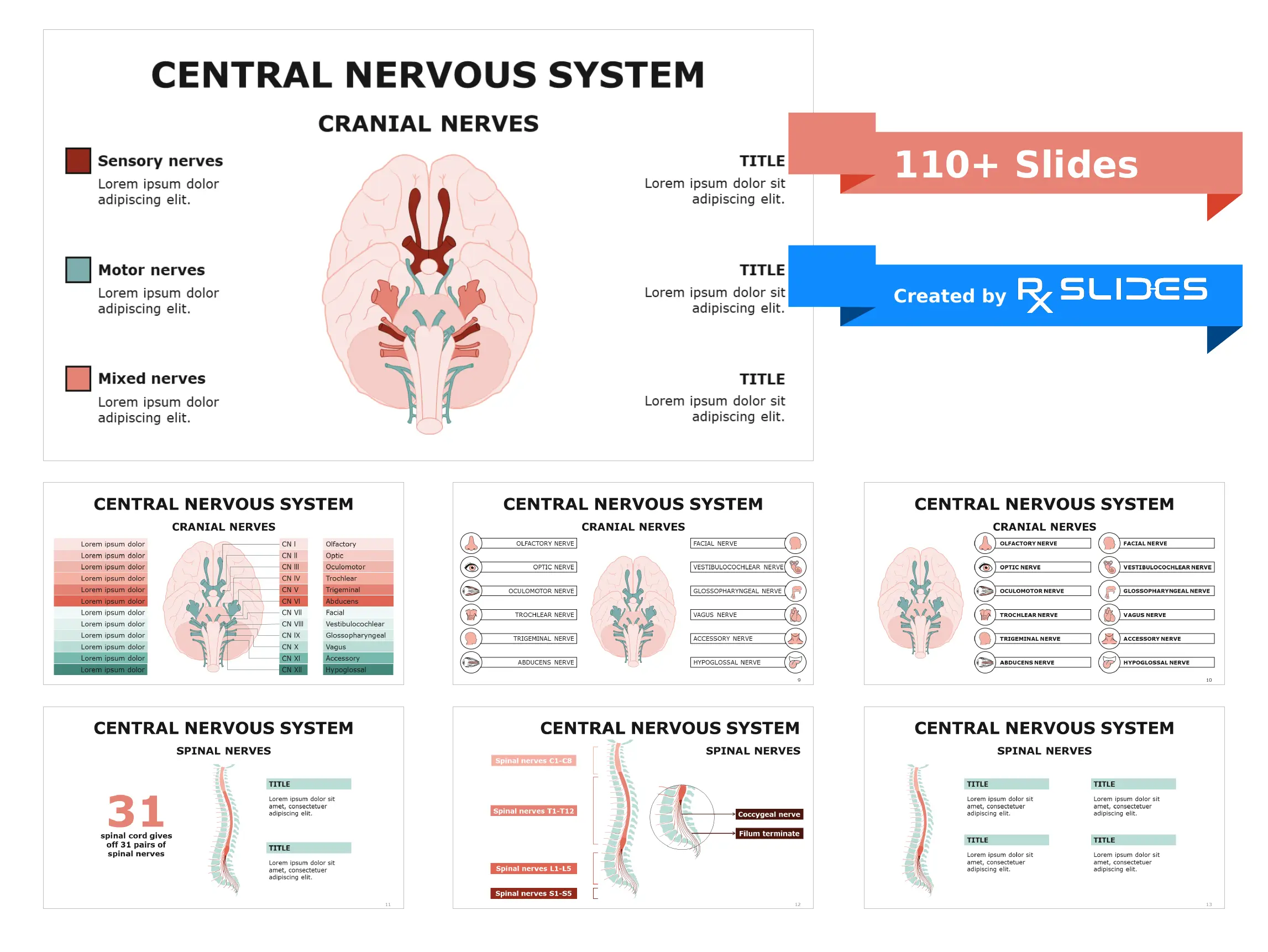 Download CNS anatomy and physiology PowerPoint Template