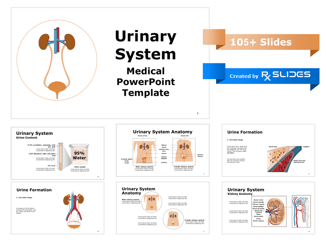 Download Urinary system anatomy & physiology PPT Template|RxSlides