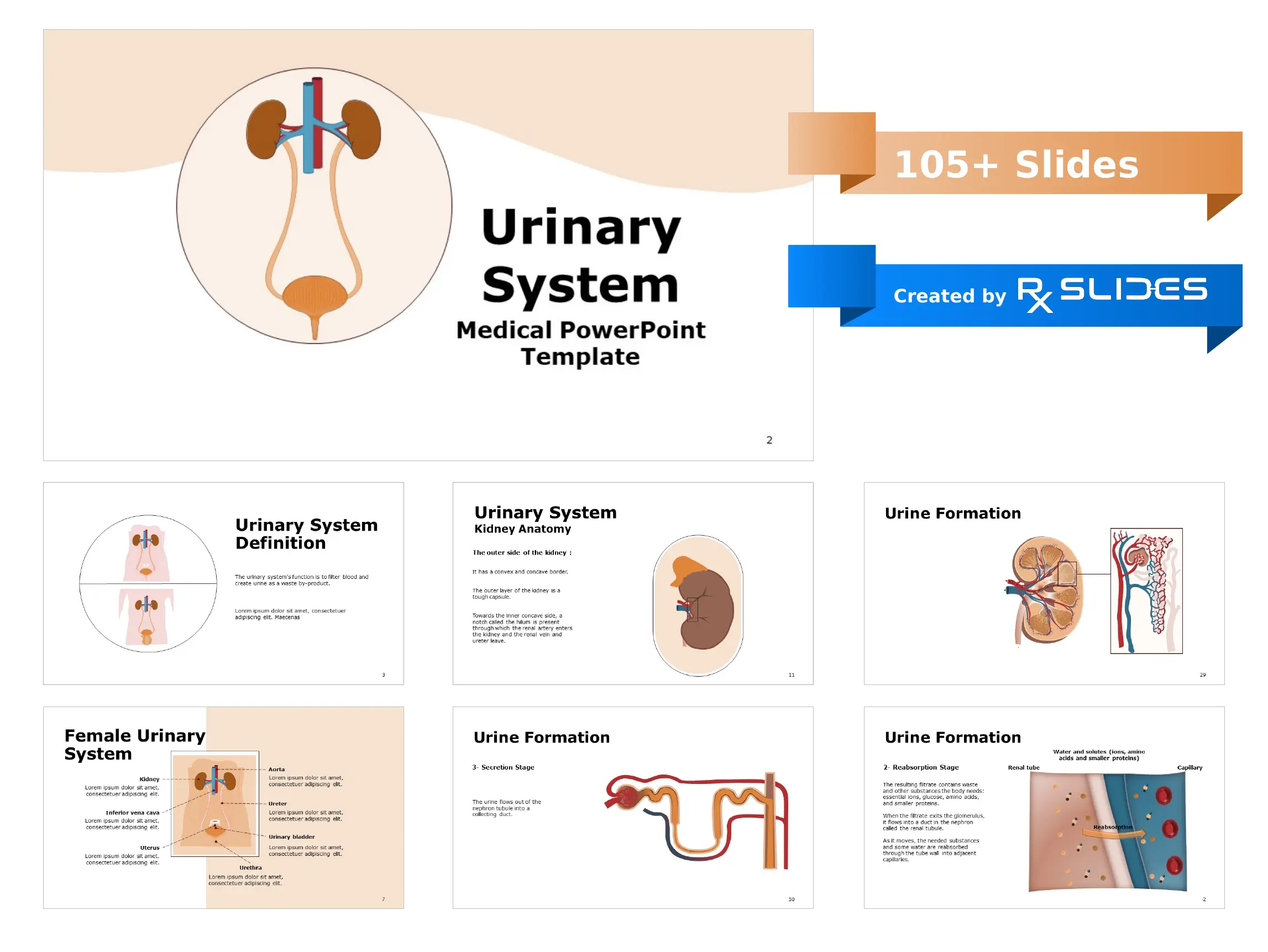 Download Urinary system anatomy & physiology PPT Template|RxSlides