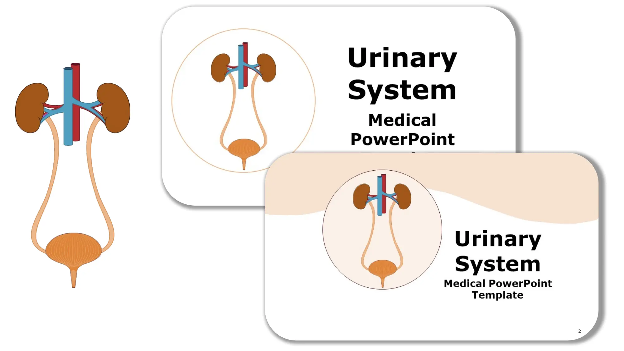 Download Urinary system anatomy & physiology PPT Template|RxSlides