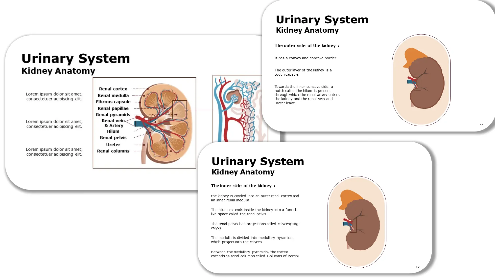 Download Urinary system anatomy & physiology PPT Template|RxSlides