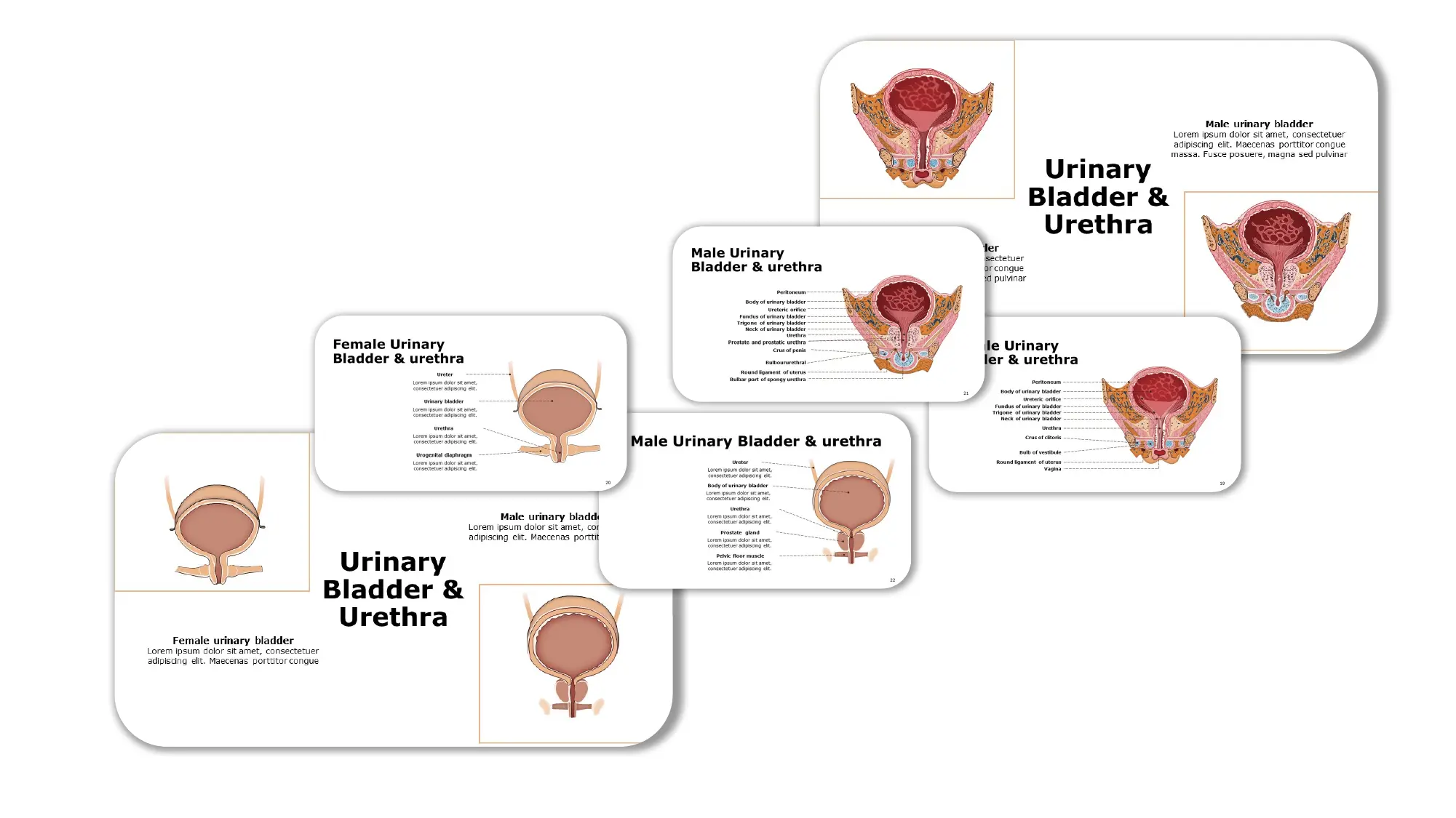 Download Urinary system anatomy & physiology PPT Template|RxSlides