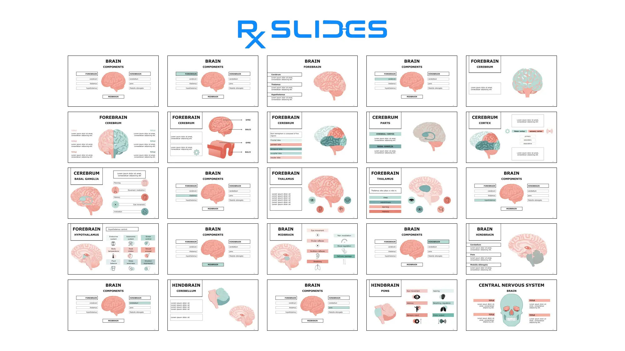 Download CNS anatomy and physiology PowerPoint Template