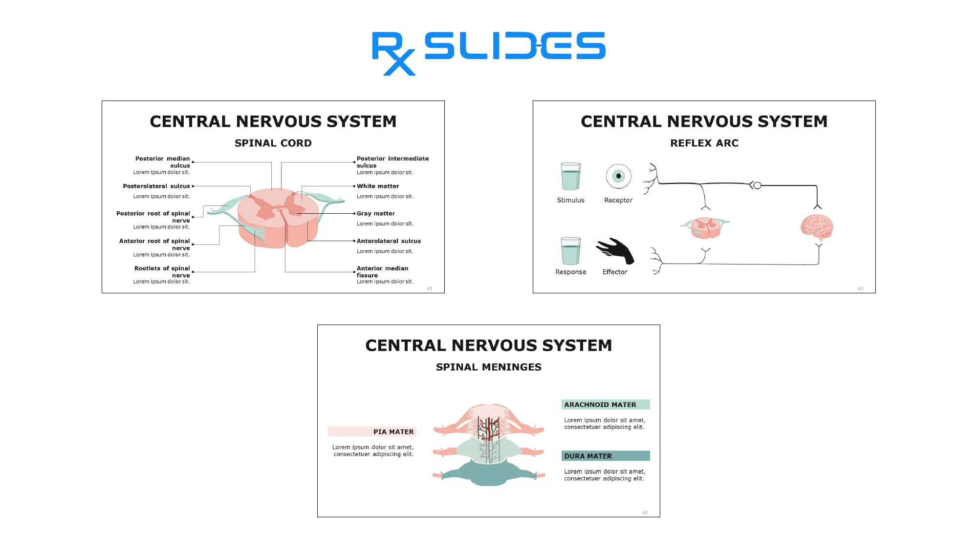 Download CNS anatomy and physiology PowerPoint Template