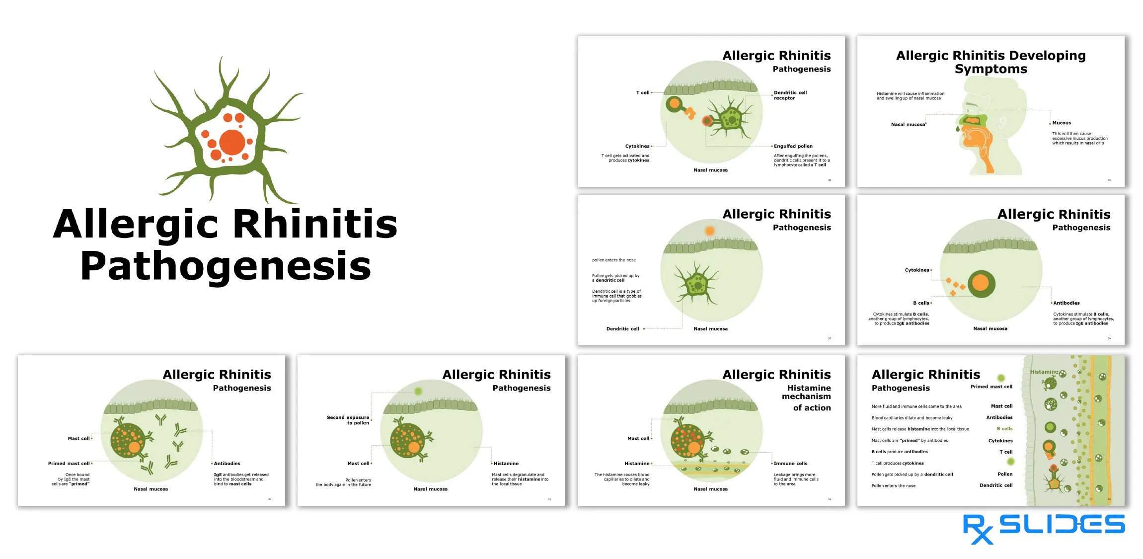 Download Allergic Rhinitis Presentation Template| RxSlides