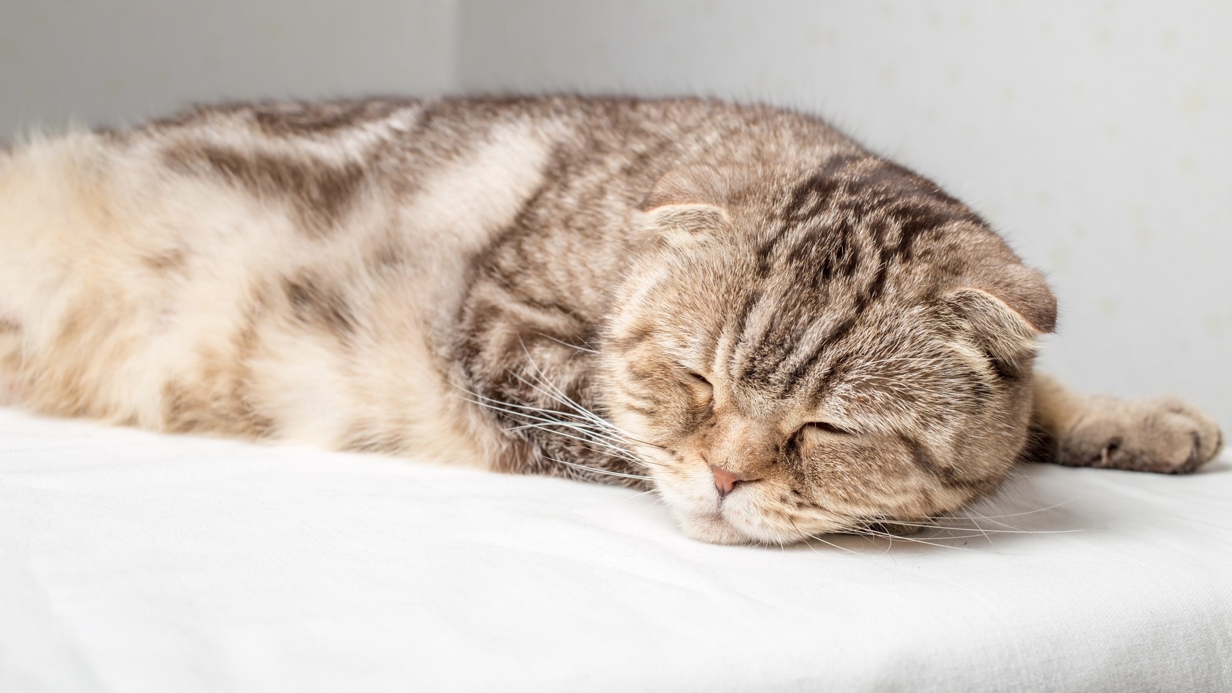 The Ultimate Guide to Spotting Early Signs of Cat Pregnancy | Pet ...