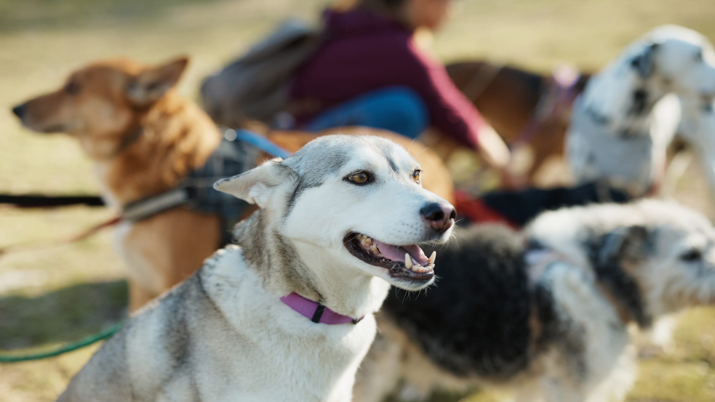 The Right One: Guide on Choosing the Dog Breed for Your Lifestyle | Pet ...