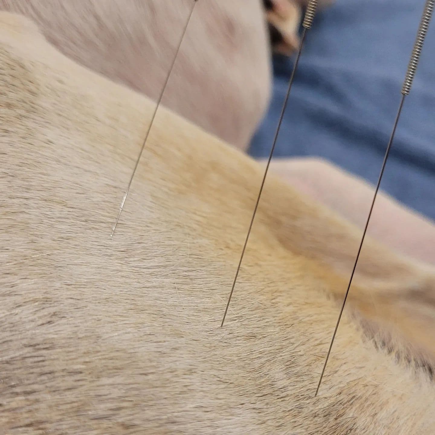 Poke the Pain Away: Dive into the Ancient Wisdom of Acupuncture for Pet ...