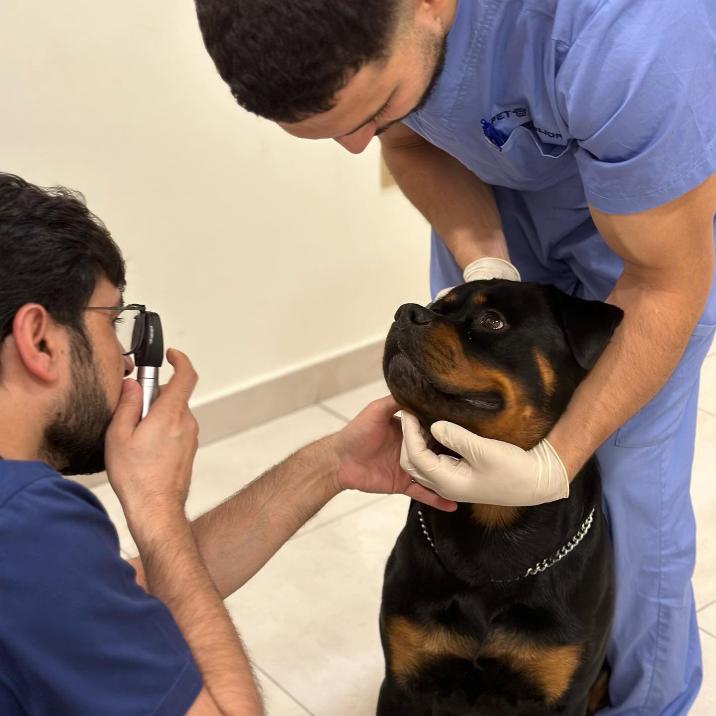 Ophthalmic Consultations at Pet Pavilion: Preserving Your Pet's Vision ...