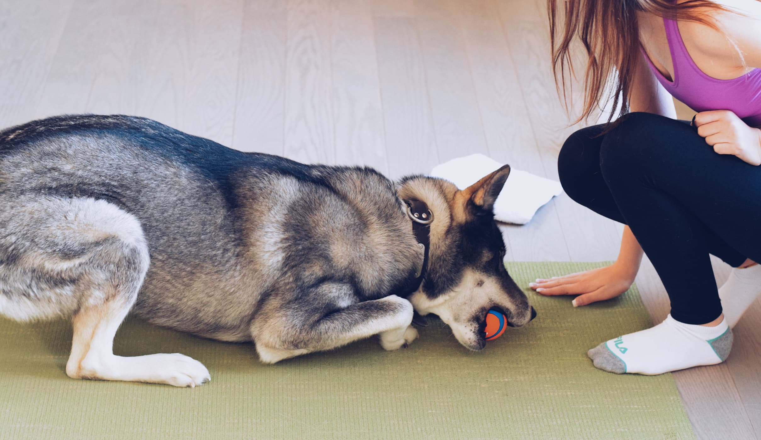 The Ultimate Guide to Teaching Your Dog the 'Drop It' Command: Safer ...