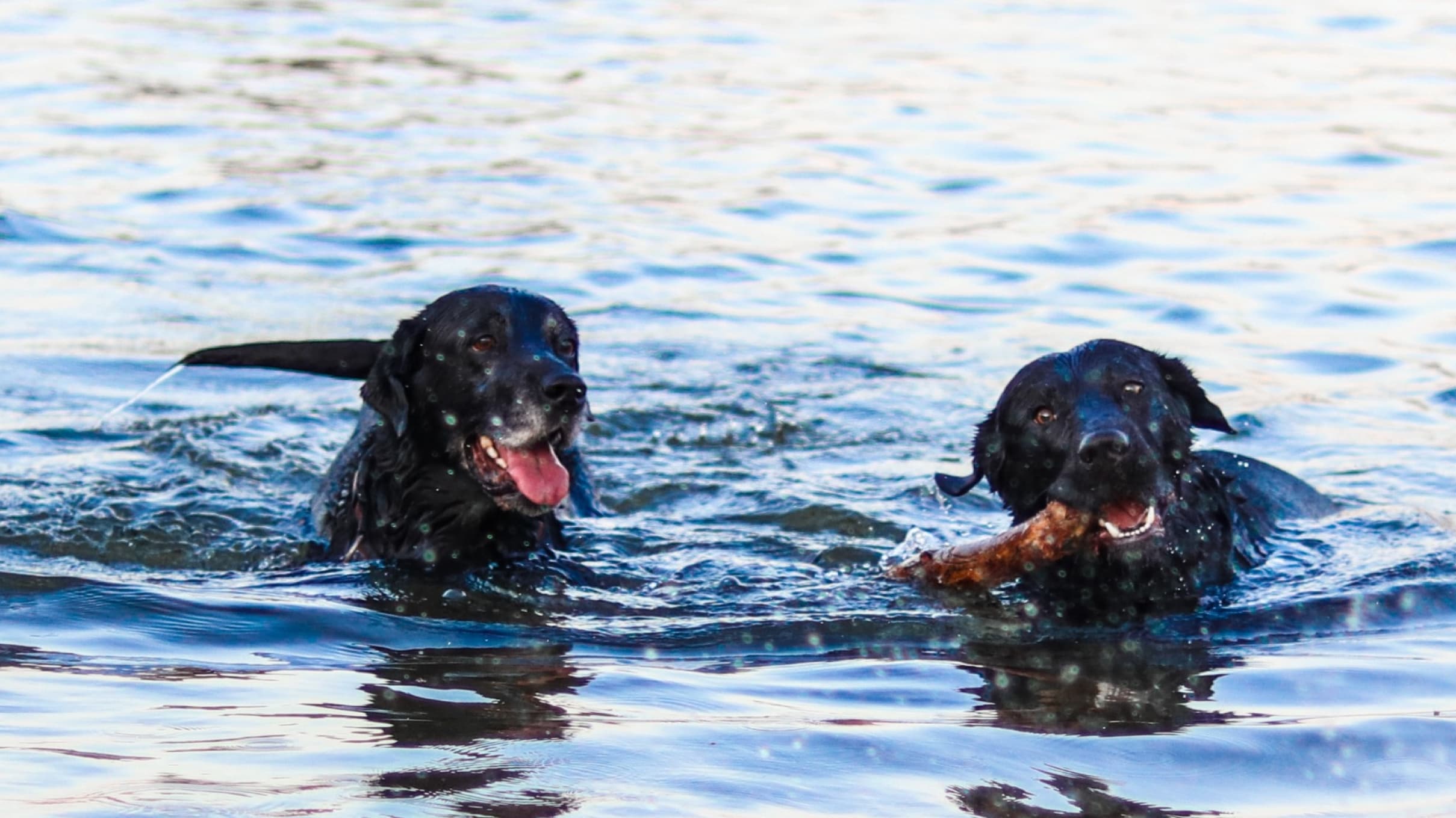 10 Quirky Traits Every Labrador Retriever Owner Will Recognize | Pet ...