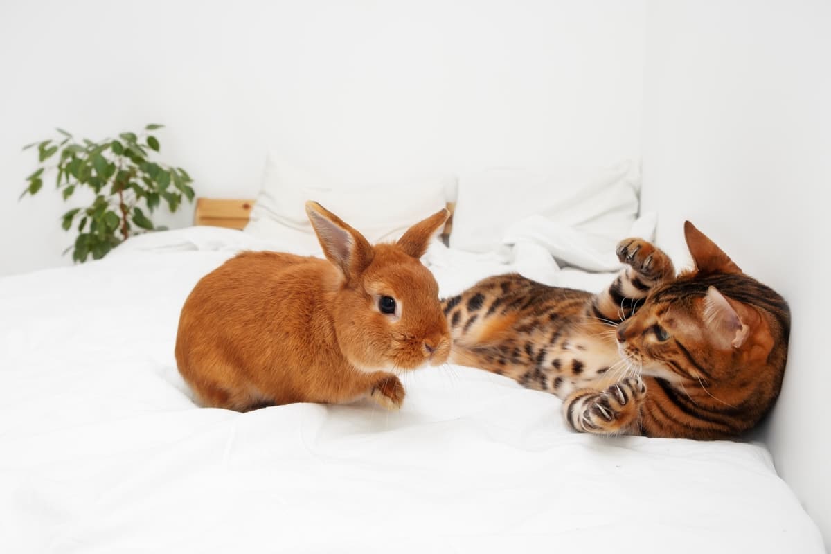 Can Cats and Rabbits Get Along? | Pet Pavilion Veterinary Clinic Abu Dhabi