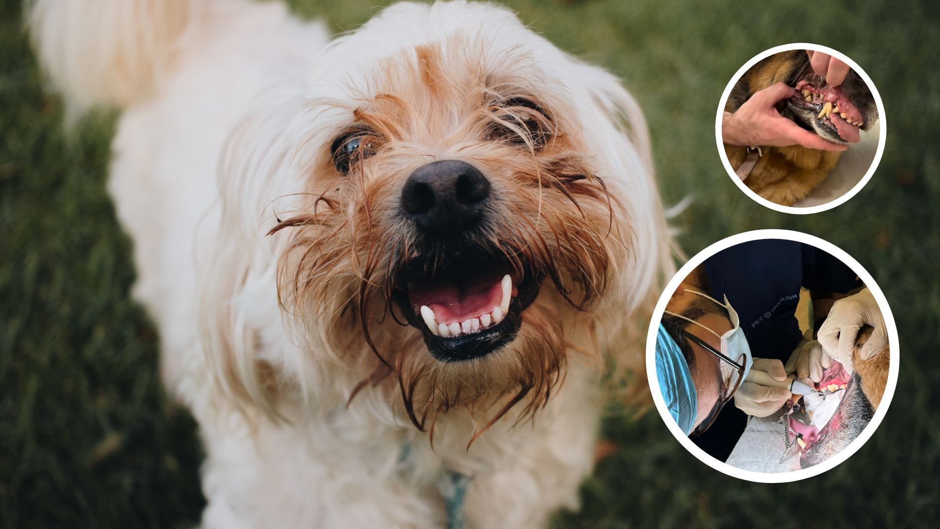 Fresh Breath, Happy Dog: The Untold Benefits of Dog Dental Scaling ...