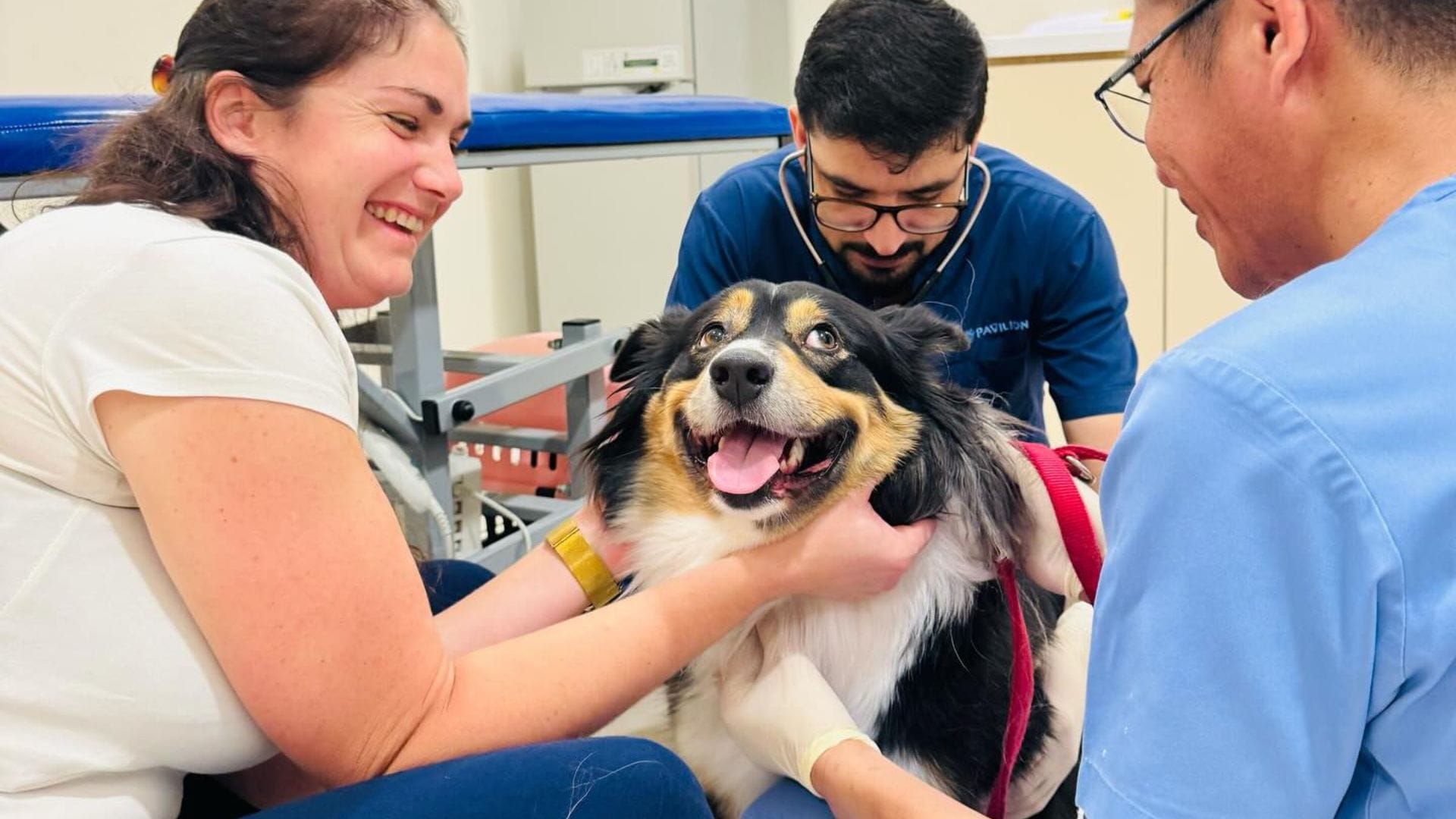 Your Pet's Happy Place: Exceptional Care & Comfort at Pet Pavilion ...