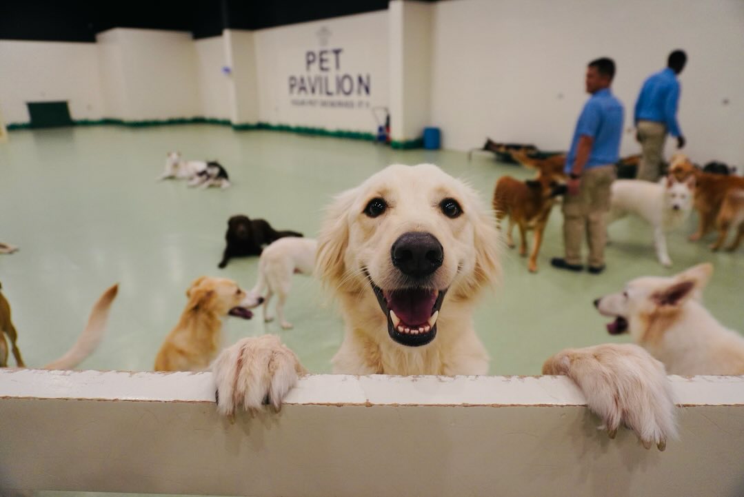 Tails of Triumph: Heartwarming Stories from Pet Pavilion | Pet Pavilion ...